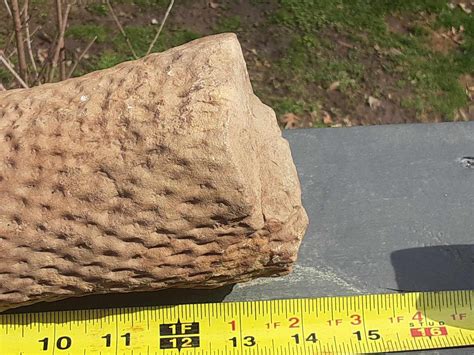 Stigmaria Root Fossil Fossil Id The Fossil Forum Stigmaria Root Fossil Fossil Id The Fossil Forum