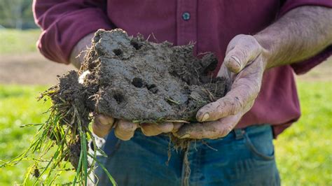 Successful Dung Beetle Spread Across Southern Australia Farm Online ACT