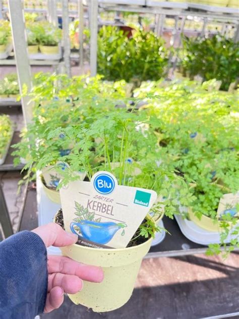 Bio Kerbel Blu Kräuter Gemüse So gesund kann lecker sein