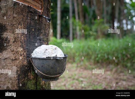 Image Showing Natural Rubber Extraction From A Tree With A Collection Bowl In A Tropical Forest