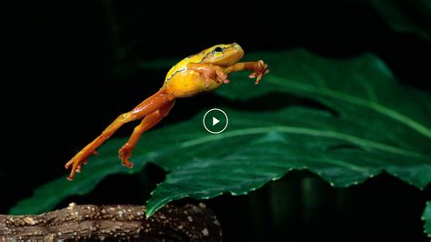 The Science Behind A Frogs Leap The New York Times