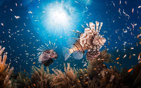 Подводный Мир Картинки Красивые 68 фото