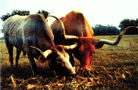 Beef Cattle Flashcards Quizlet