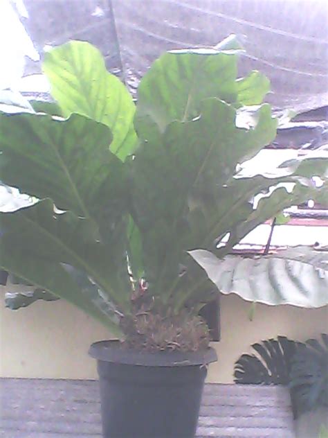Sentra Tanaman Hias Graha Raya Bintaro Tanaman Hias Anthurium