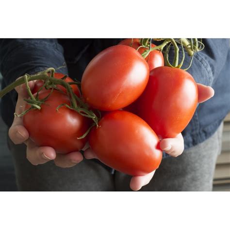 Roma Tomato Plant Buy The Best Sauce Tomatoes