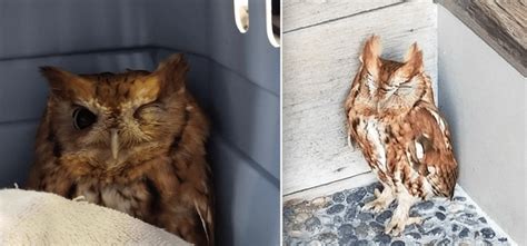 Young Lil Owl Found Cowering Under A Storefront Awning Police Officer