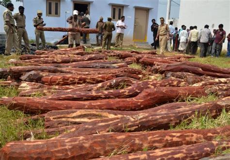 Over Rs 1 Crore Red Sandalwood Seized Two Arrested In Chittoor