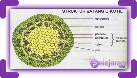 Contoh Batang Dikotil Dan Monokotil
