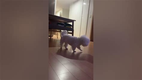 엉덩이 춤 Youtube