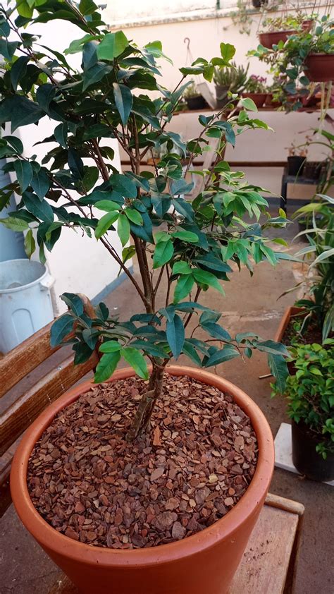 Jabuticaba Híbrida no Vaso de Cerâmica Quintal Cacatu