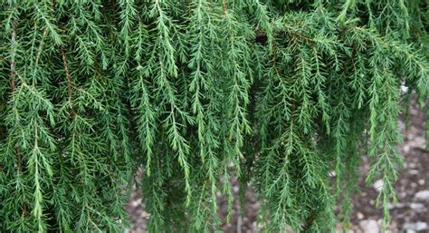 Juniperus communis ‘Horstmann’ | Питомник Тайга