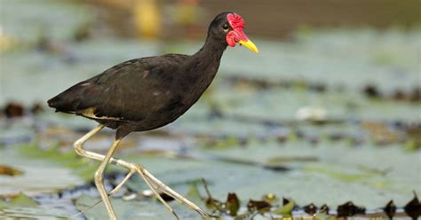 The Integumentary System Of Birds Feathers Scales And… Birdfact