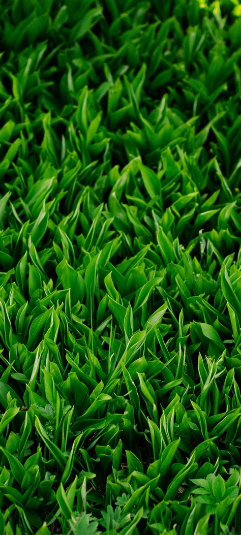 Green Grass Wallpaper 40