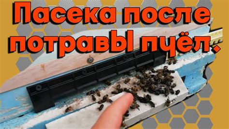 Пасека после потравы пчел.- Главный взяток. - YouTube