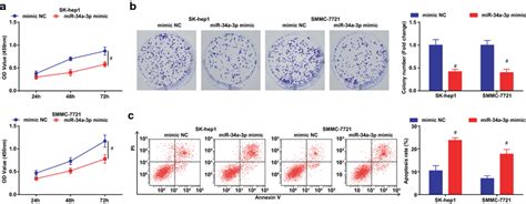 Elevated Mir 34a 3p Suppresses The Proliferation And Induces Apoptosis