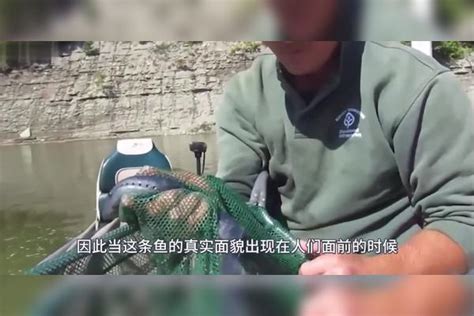 男子钓到古生鱼种，不仅罕见稀有，长相更是恐怖吓人！古生鱼种长相