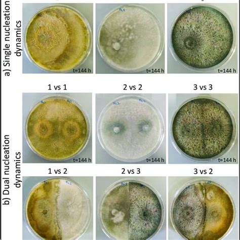 A Single Nucleation Dynamic And B Dual Nucleation Dynamic Assay Of Download Scientific