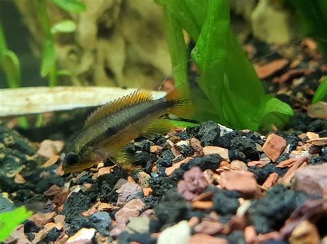 Attempting To Identify And Sex This Apisto Purchased As Female