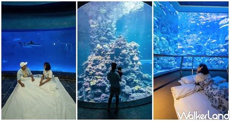 一生一定要體驗一次！屏東海生館首度舉辦「網美夜宿體驗營」用手機拍出時尚大片，體驗全台最美的夜宿行程。 Walkerland窩客島 ┃ 我傳媒