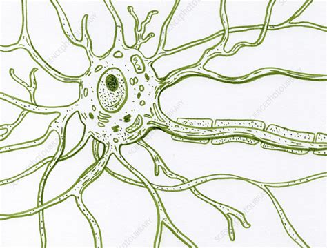 Motor Neuron Structure Illustration Stock Image F0425660