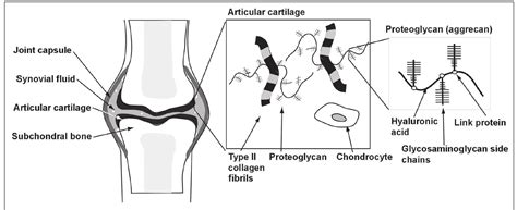 —lllustrations Of Synovial Joint Structure Articular