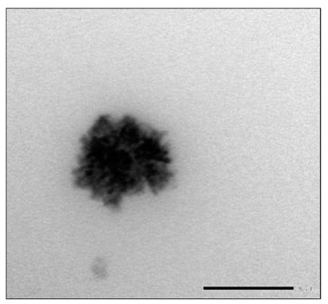 Engineered Mesoporous Silica Based Nanoparticles Characterization Of Surface Properties