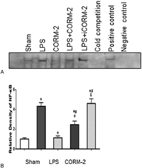 A And B Nf Kb Activity Among Groups 8 Hours Into Lps Induction By