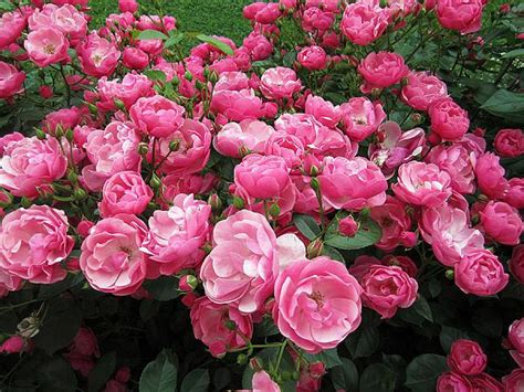 О розе Heavenly Pink: описание и характеристики сорта, выращивание ...