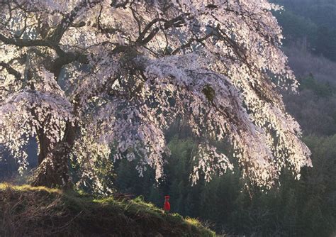 上発地の枝垂れ桜 1 GANREF