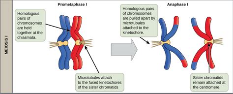 172 Meiosis I Biology Libretexts