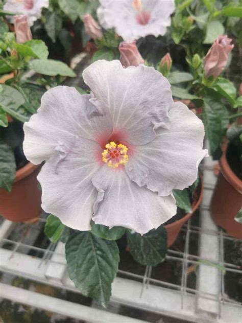 HibisQs Hibiscus Cato Flowering Plants Teo Joo Guan