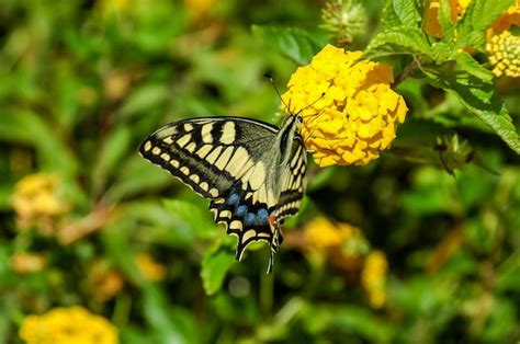 Premium Photo Monarch Butterfly Danaus Plexippus