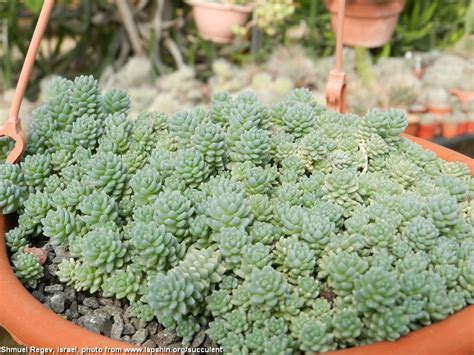 Succulent Atlas - Peter Lapshin