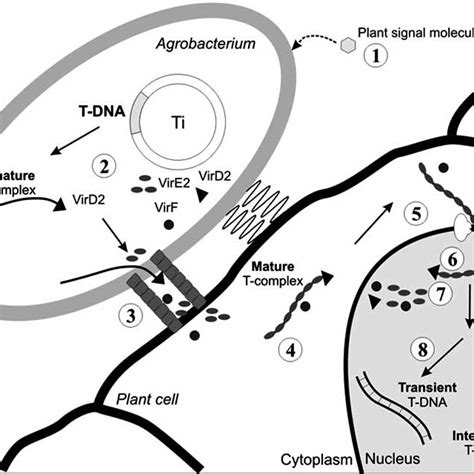 Comparison Of Agrobacterium Mediated Transient Expression And Stable