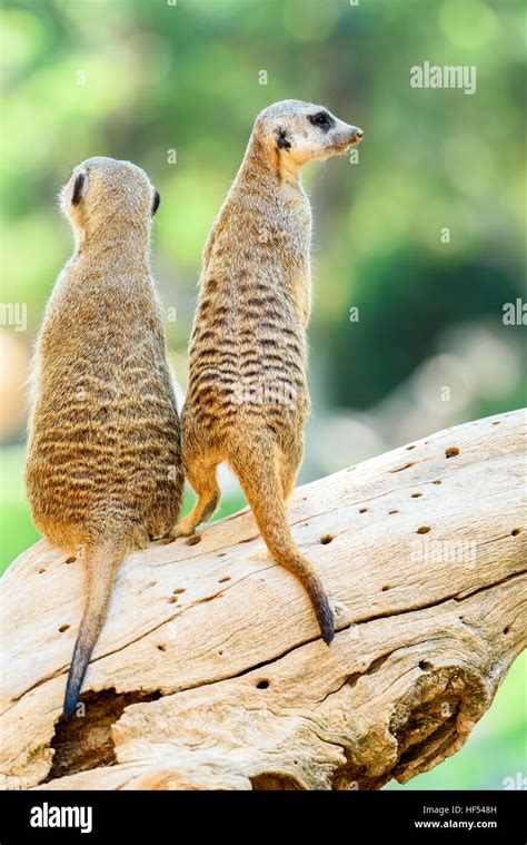 Meerkat Or Suricate Suricata Suricatta In Africa Stock Photo Alamy