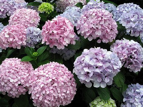 ¿cuáles Son Las Flores De Invierno