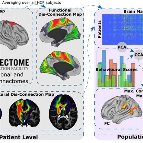 Pipeline For Multimodal Lesion Network Mapping And Its Association To Download Scientific