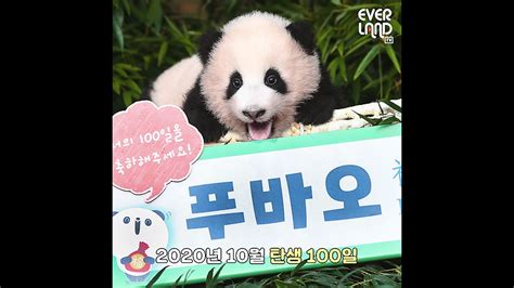 아기판다 푸바오 1000일 간의 성장일기