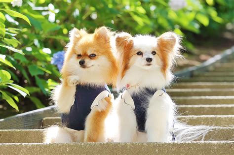 しばの整形外科リハビリテーションクリニック 箕面市船場西