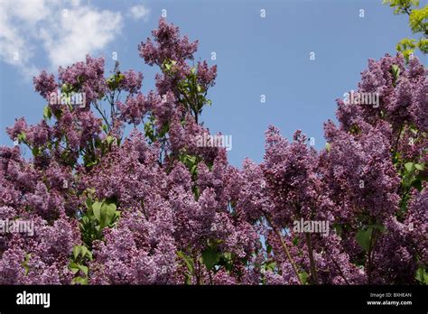 Blue mauve syringa vulgaris hi-res stock photography and images - Alamy