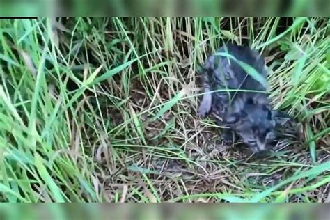 男子在泥地里救下一窝狗狗带回家洗干净后肠子都悔青了