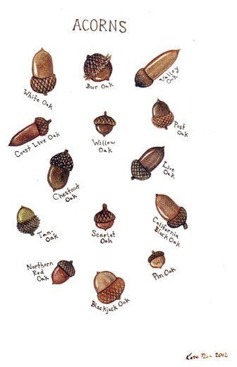 Acorns Field Guide Chart By Kate Dolamore Oak Tree Tattoo Tree