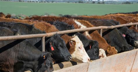 Intake Variation Affects Performance And Feed Efficiency Of Finishing