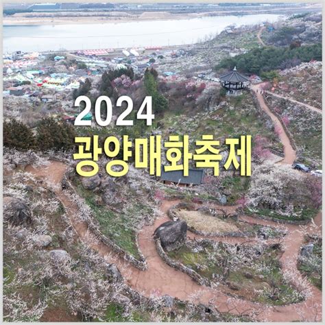 2024 광양 매화축제 실시간 개화상황 개화시기 매화마을 주차장 셔틀버스 안내 네이버 블로그