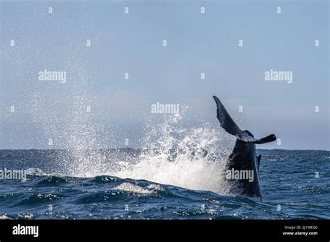 humpback whale slapping tail in cabo san lucas mexico Stock Photo - Alamy