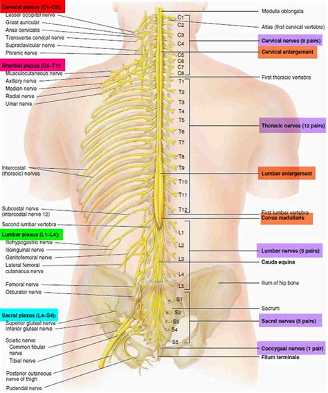Right Neural Foramen