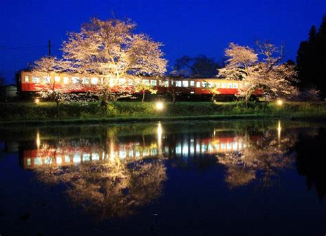 水鏡に“夜桜列車” 市原・小湊鉄道飯給（いたぶ）駅 千葉日報オンライン