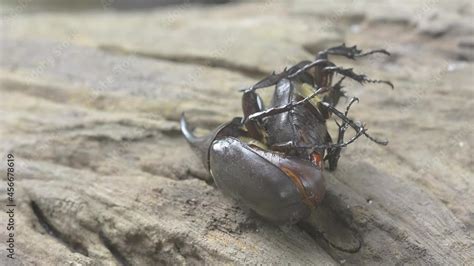 Rhinoceros Beetle Rhino Beetle Fighting Beetle Mating Of Males And Females During The Rainy