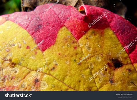 Multicoloured Cells Images Stock Photos Vectors Shutterstock