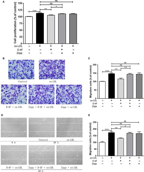 Inhibition Of Ho 1 Decreased The Anti Proliferative And Anti Migrative